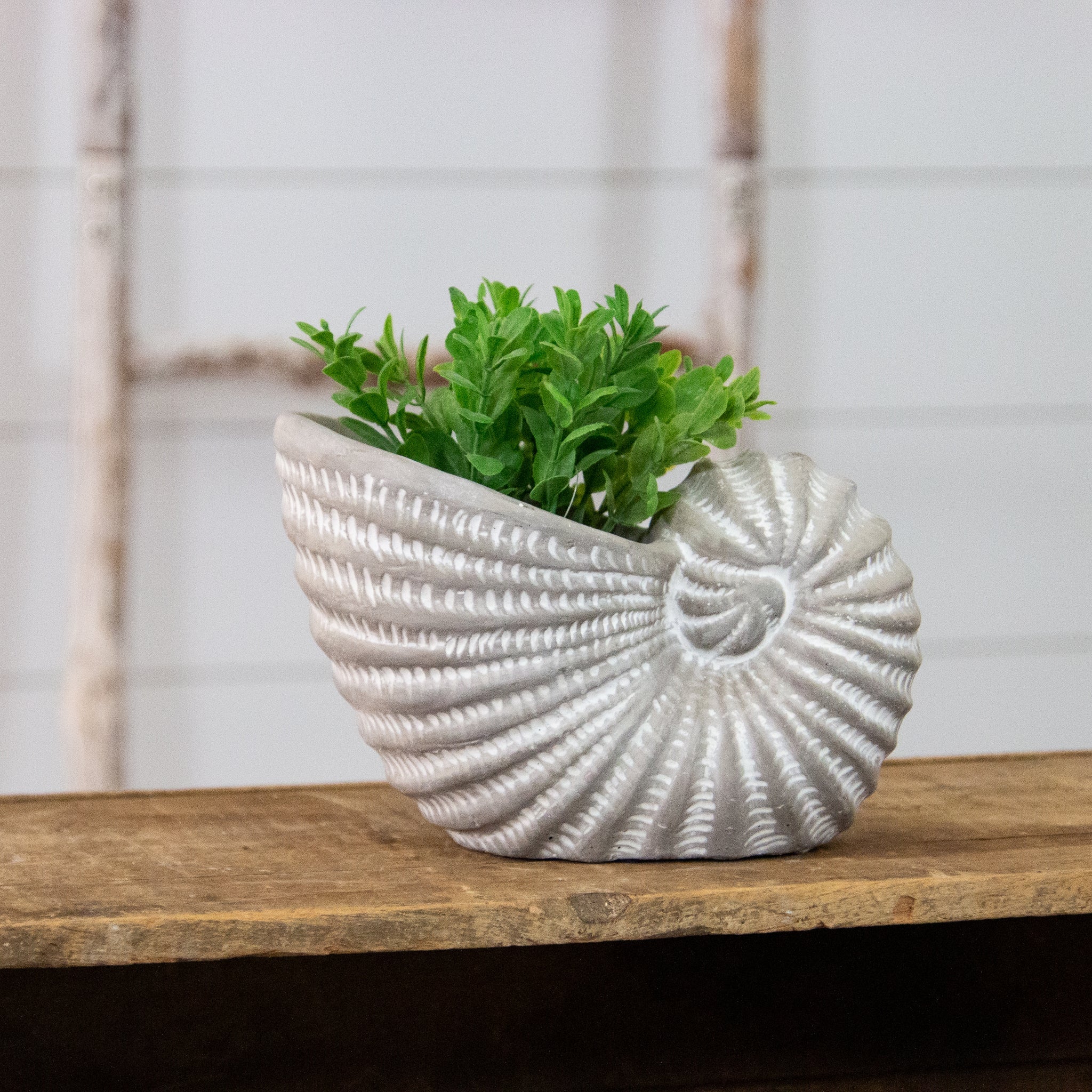 Cement Planter - Conch Shell